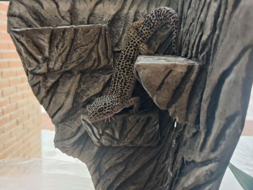 Фон для Террариума