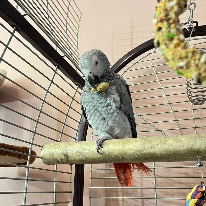 Говорящий попугай