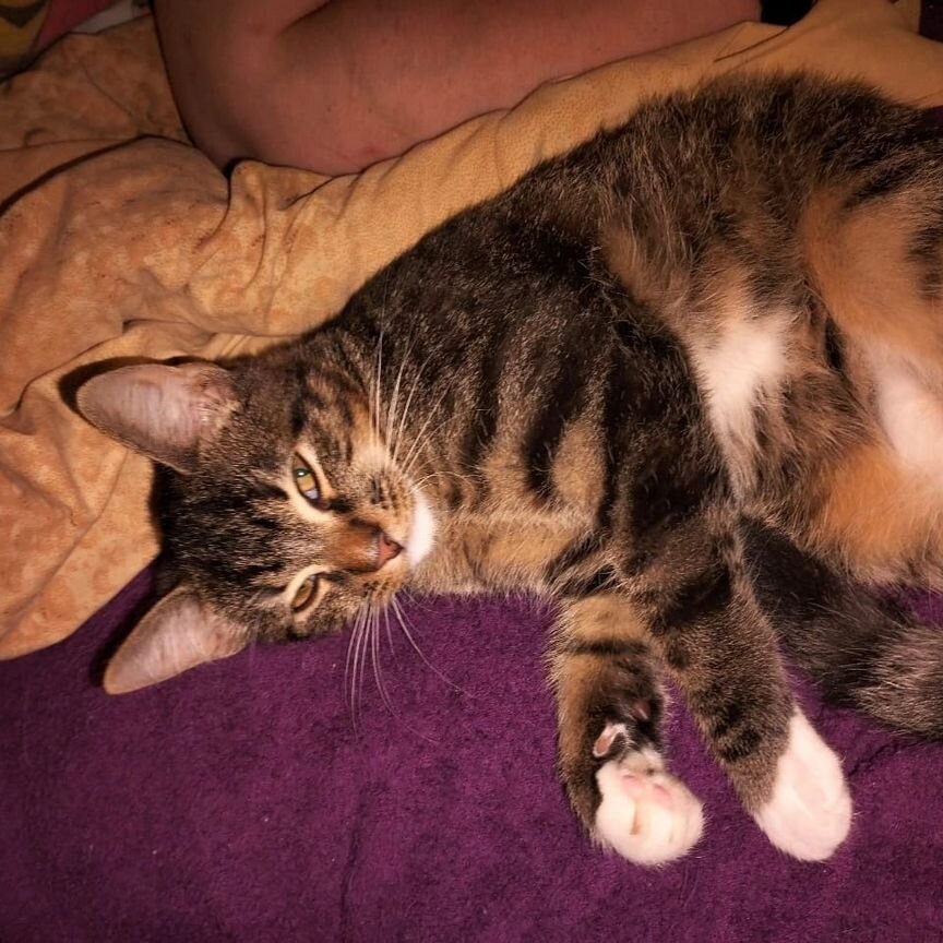 Кот Фунтик