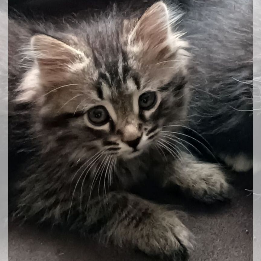 Деревенский котенок