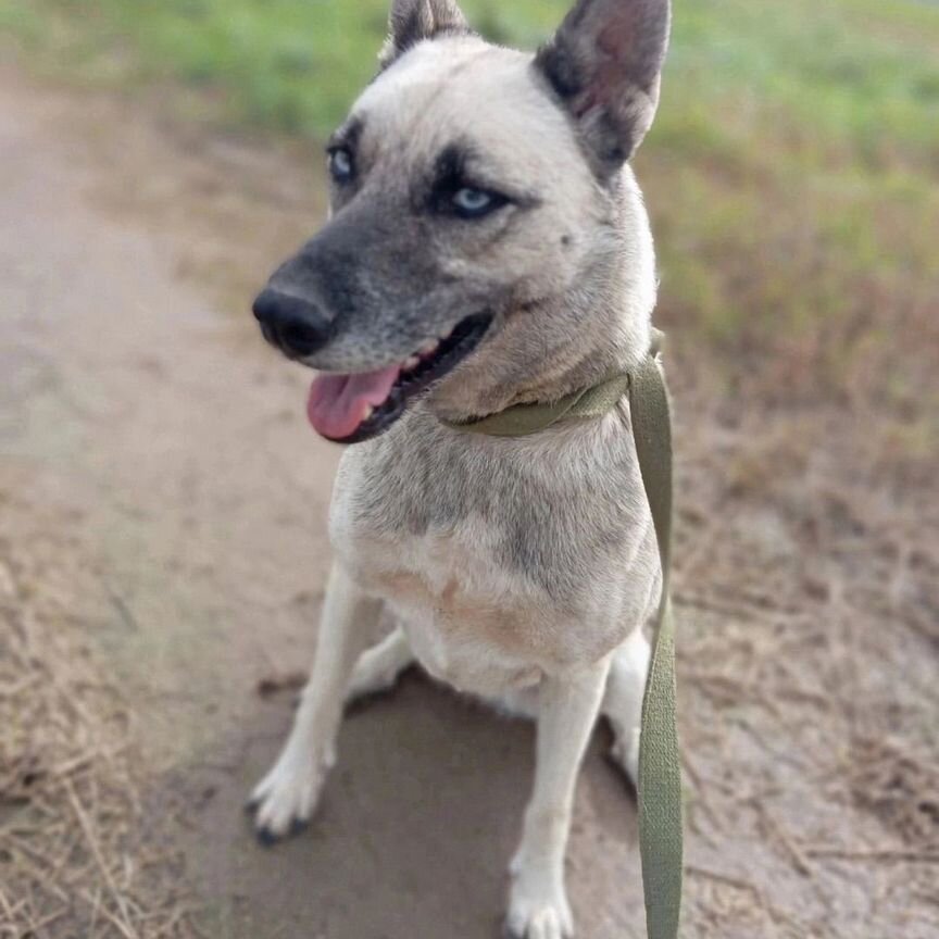 Голубоглазка в добрые руки