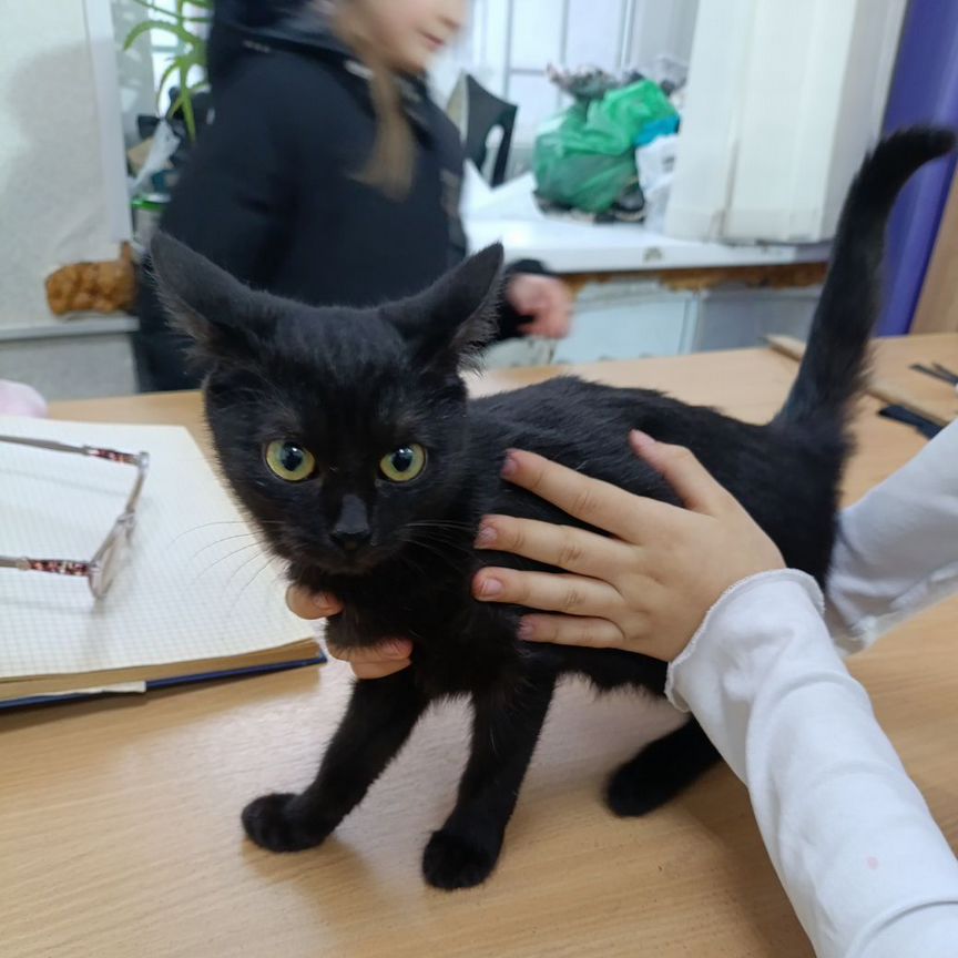 Котёнок в добрые руки