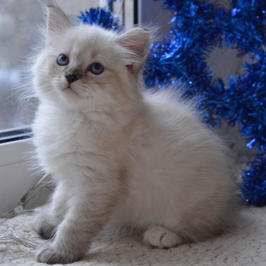 Невский котёнок-котик