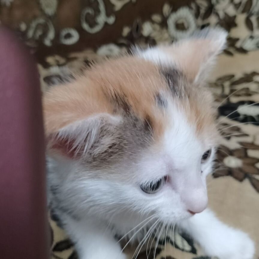 Отдам трех котят в добрые руки