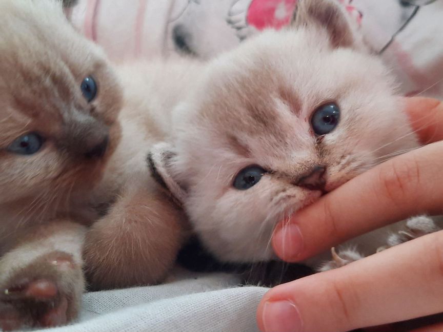 Котята серебристой шиншиллы