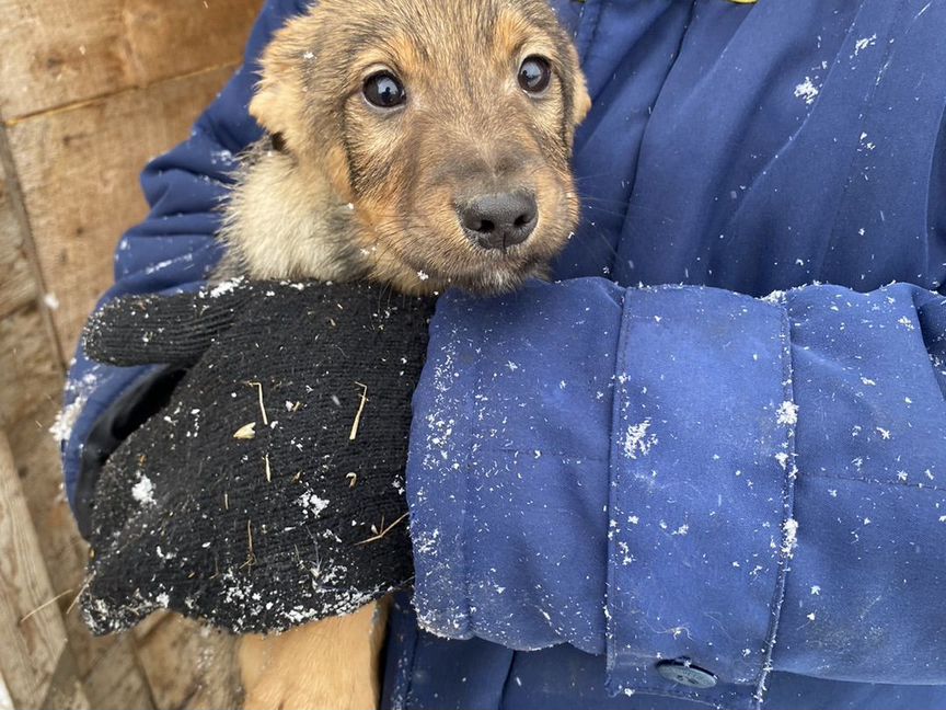 Отдам щенка в добрые руки