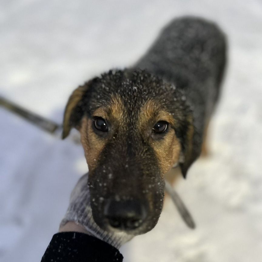 Щенок 4,5 мес, в дар.ищет саоего хозяина