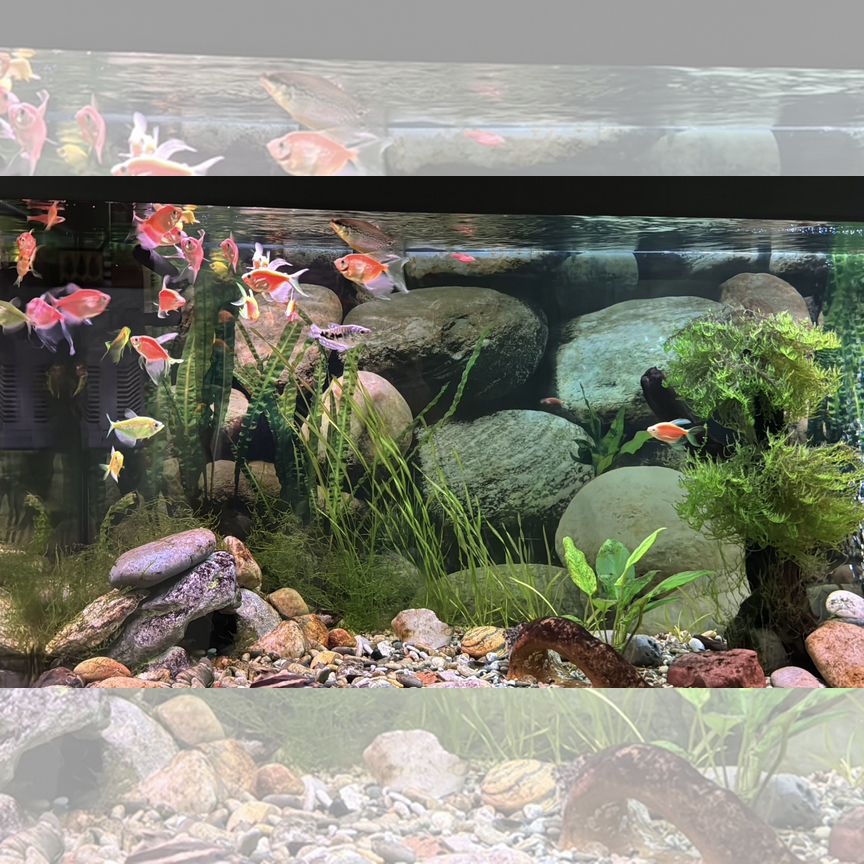 Аквариумные рыбки отдам