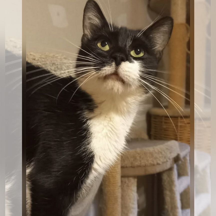 Взрослый кот в добрые руки