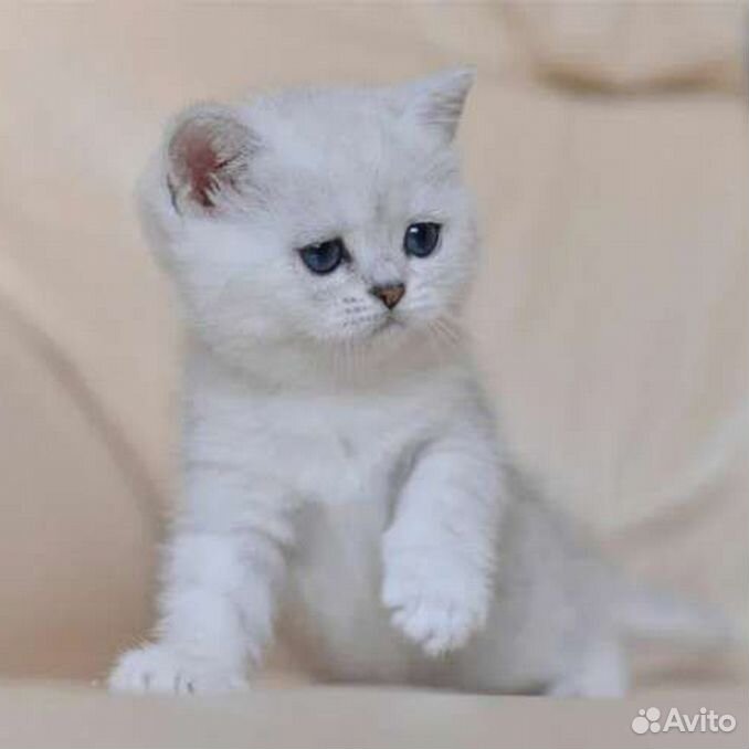 Клубные Британцы королевская серебристая шиншилла