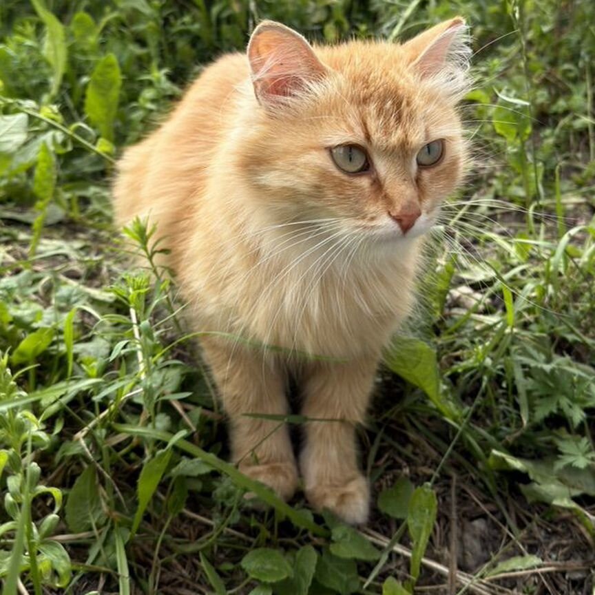 Взрослая, кошка в добрые руки