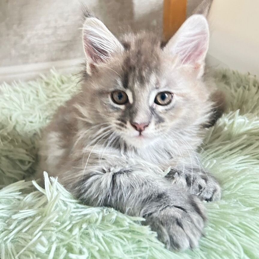 Мейн-кун котёнок
