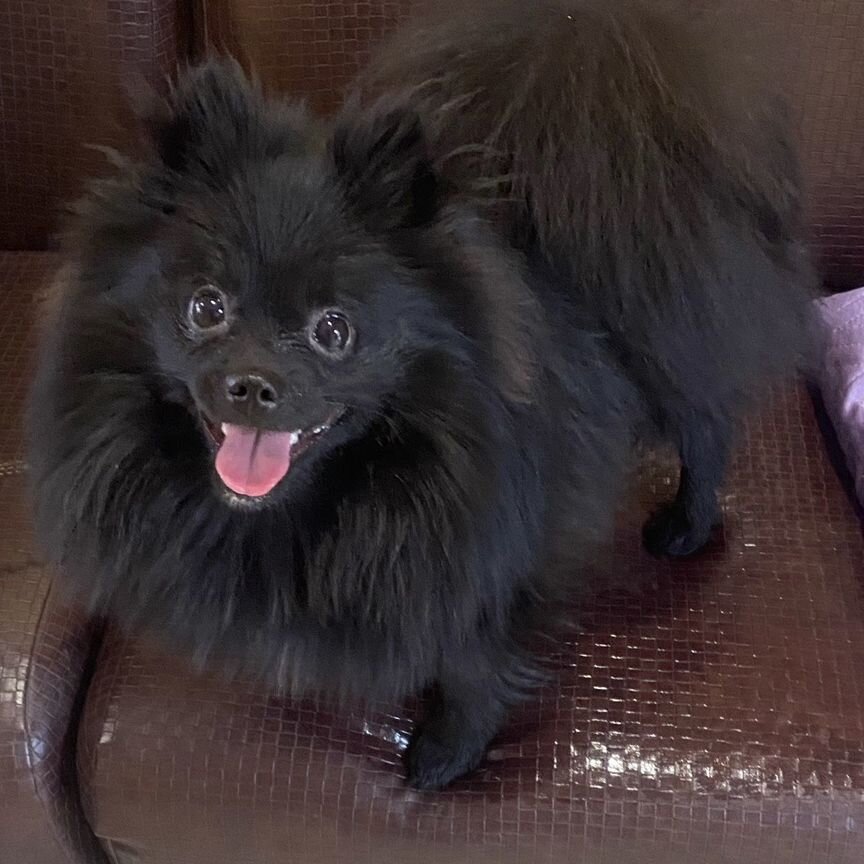 Померанский шпиц, взрослый пёс