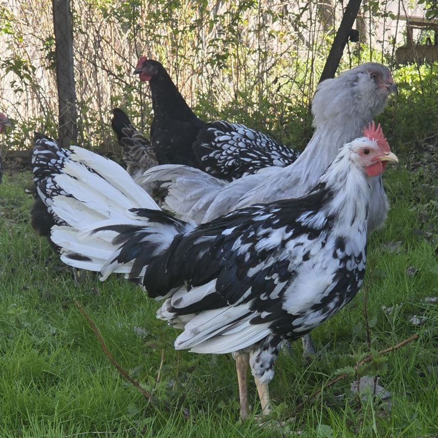 Петух Леггорн Далматинец