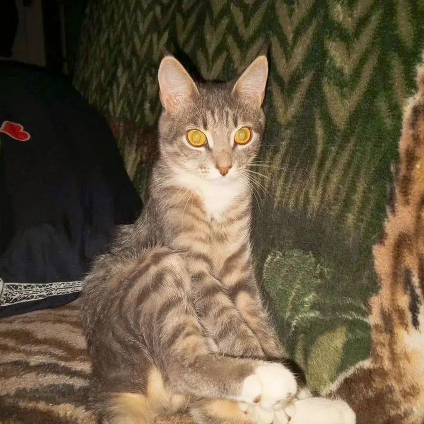 Котята в добрые руки бесплатно мальчик