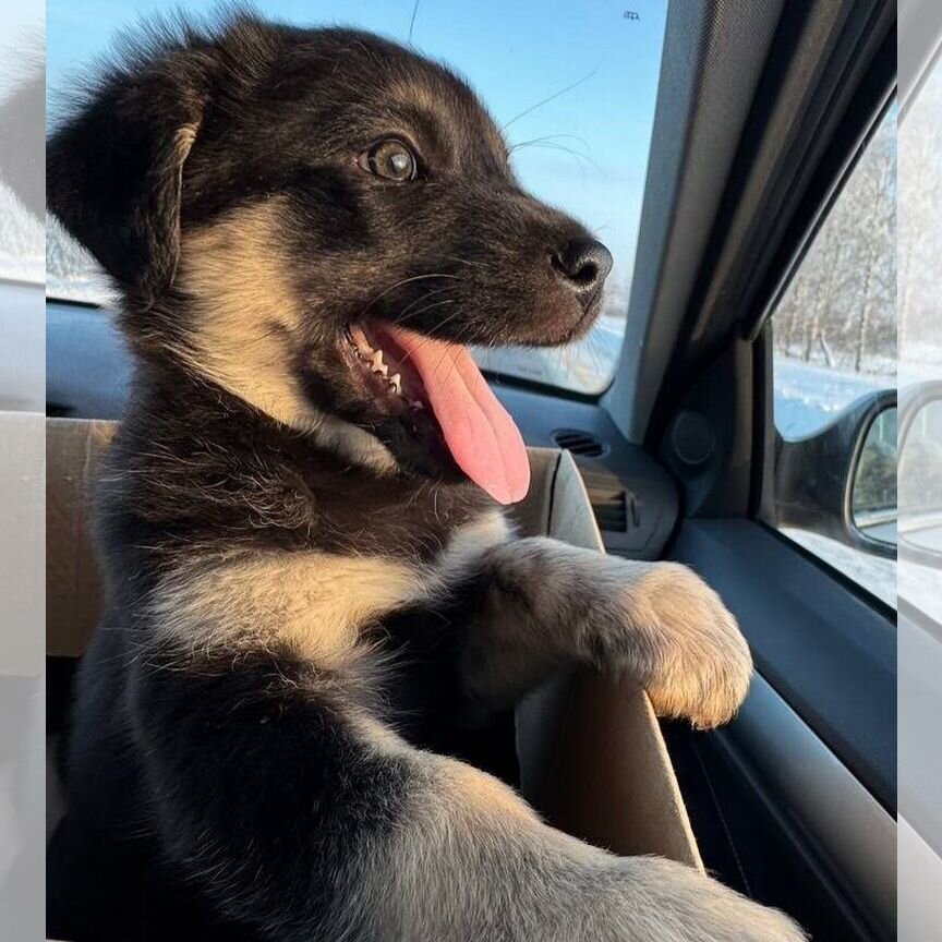 Немецкая овчарка, щенок