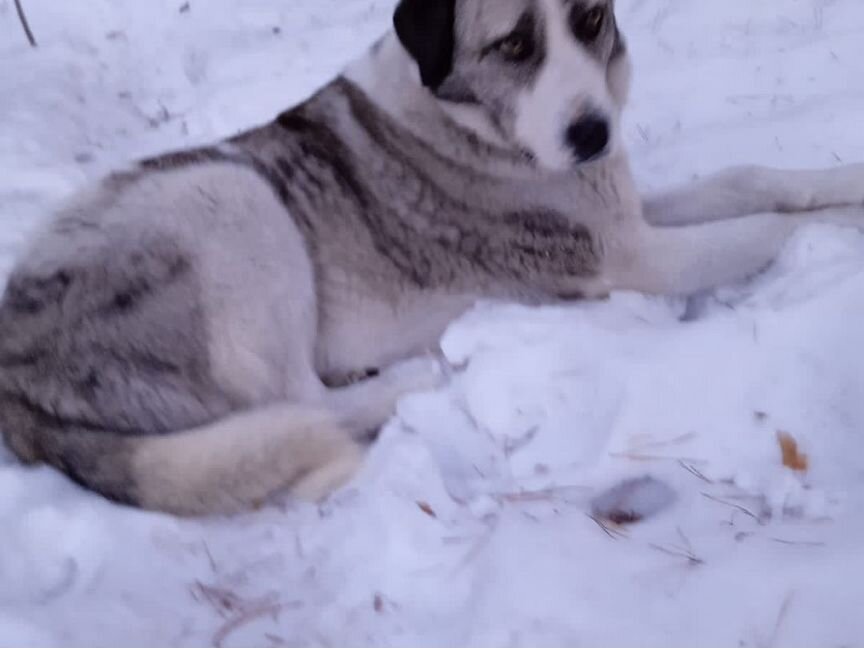 Алабайку в добрые руки