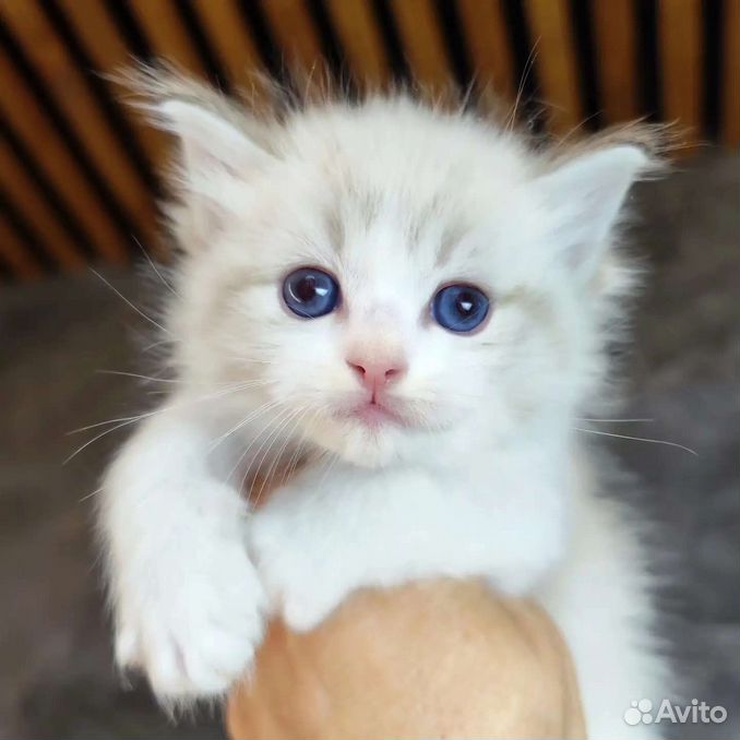 Boy, рэгдолл с документами