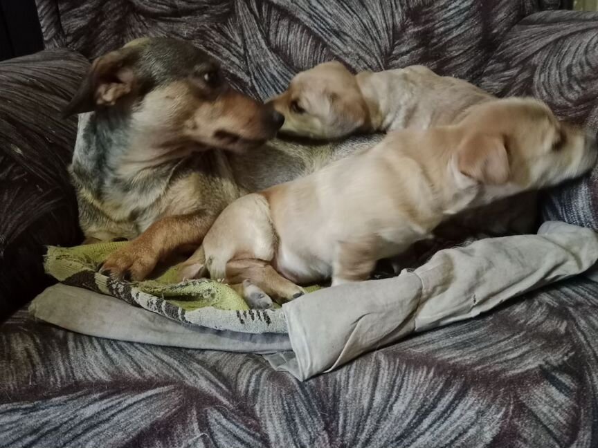 Щенки мини таксы