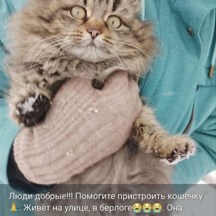 Кошка живёт на улице