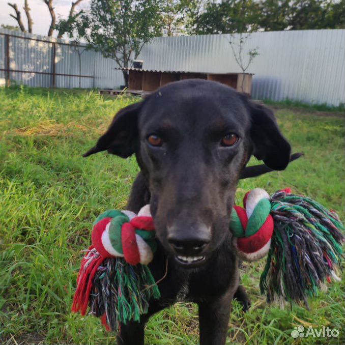 Собачка Герда ищет дом