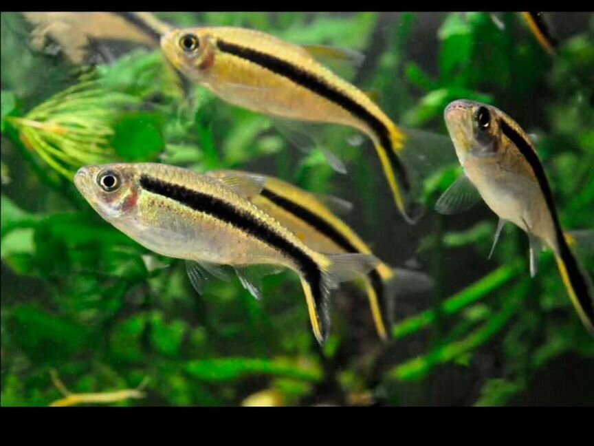 Аквариумные рыбки бесплатно