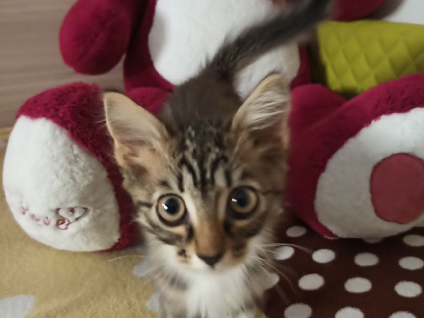 Отдам котёнка девочку