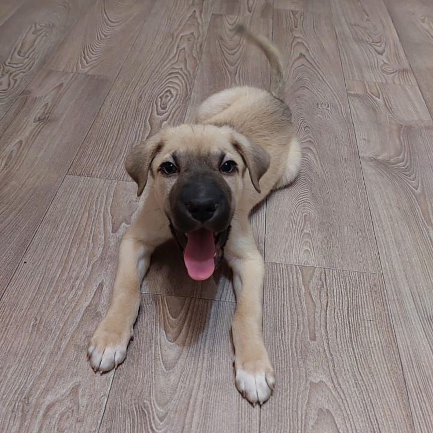 Щенок Тарзан крупной породы в дар