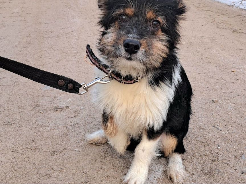 Маленькая собака ищет дом