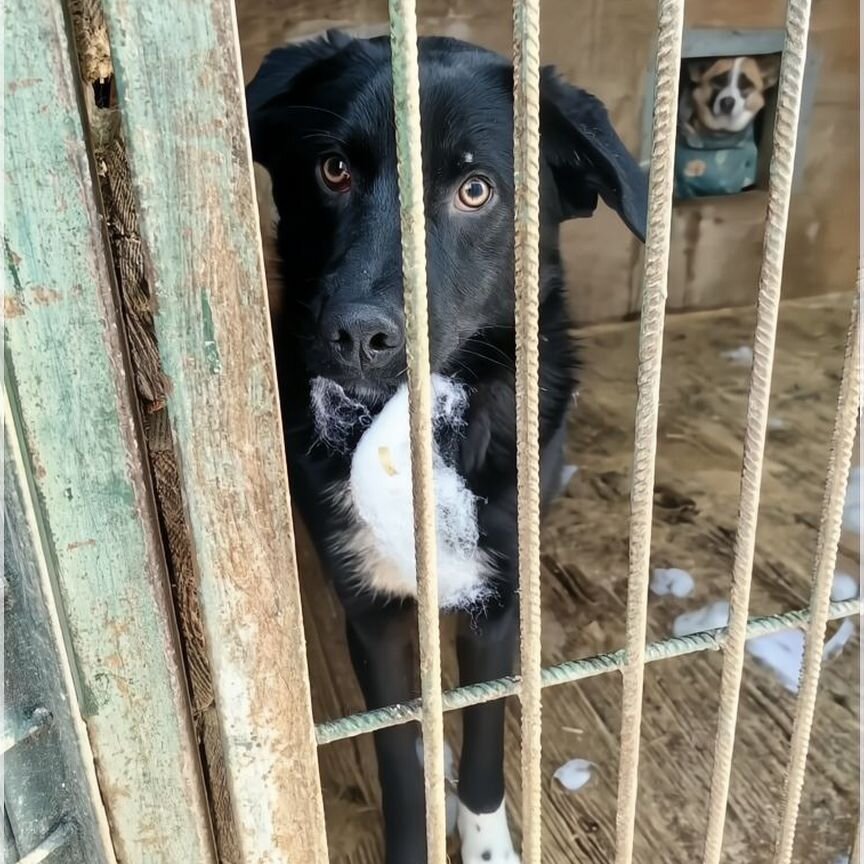 Щенок в добрые руки