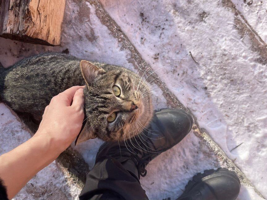 Кошечка молодая 11 мес