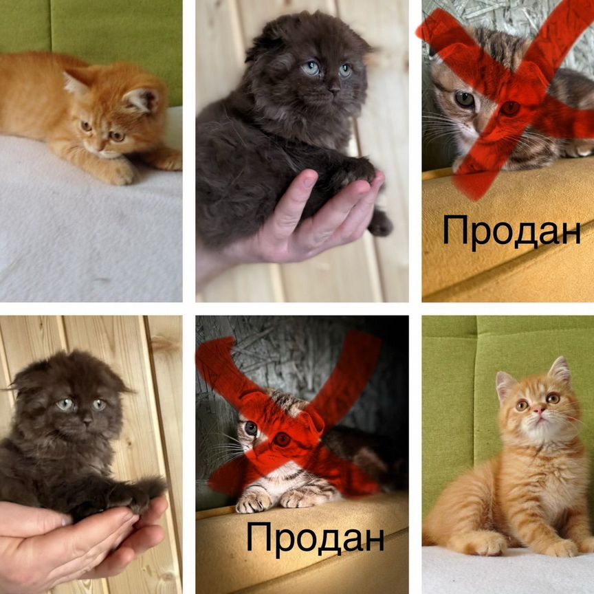 Котята вислоухие и с прямыми ушками