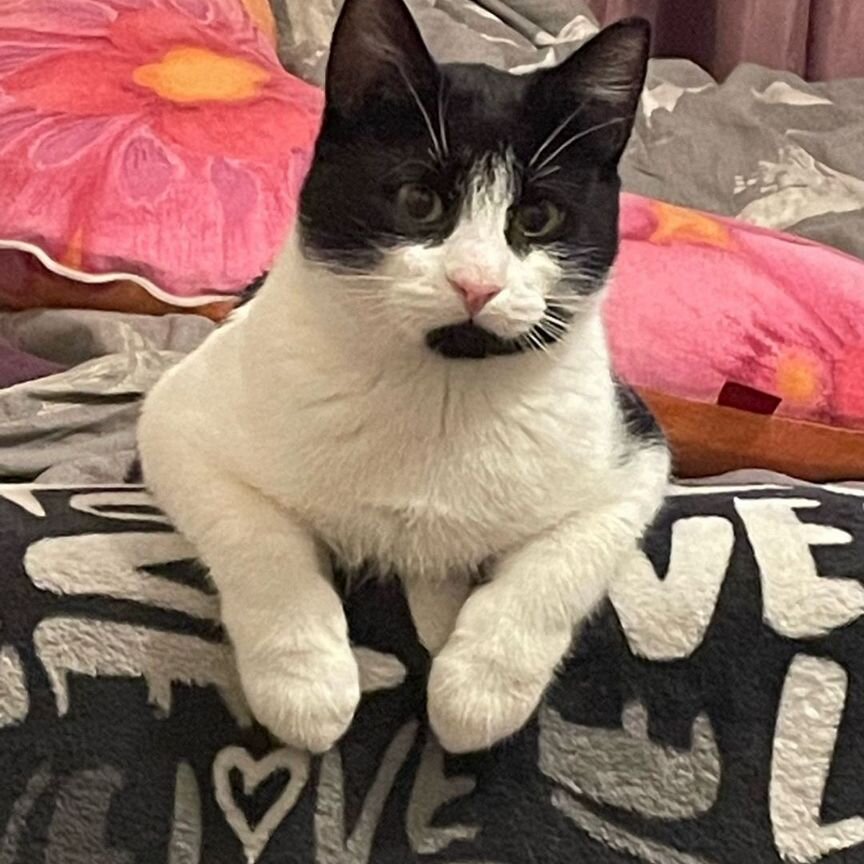 Котики бесплатно в добрые руки
