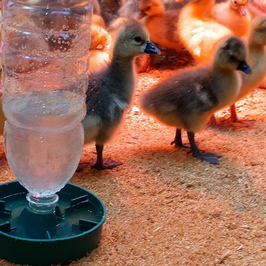 Продам гусят