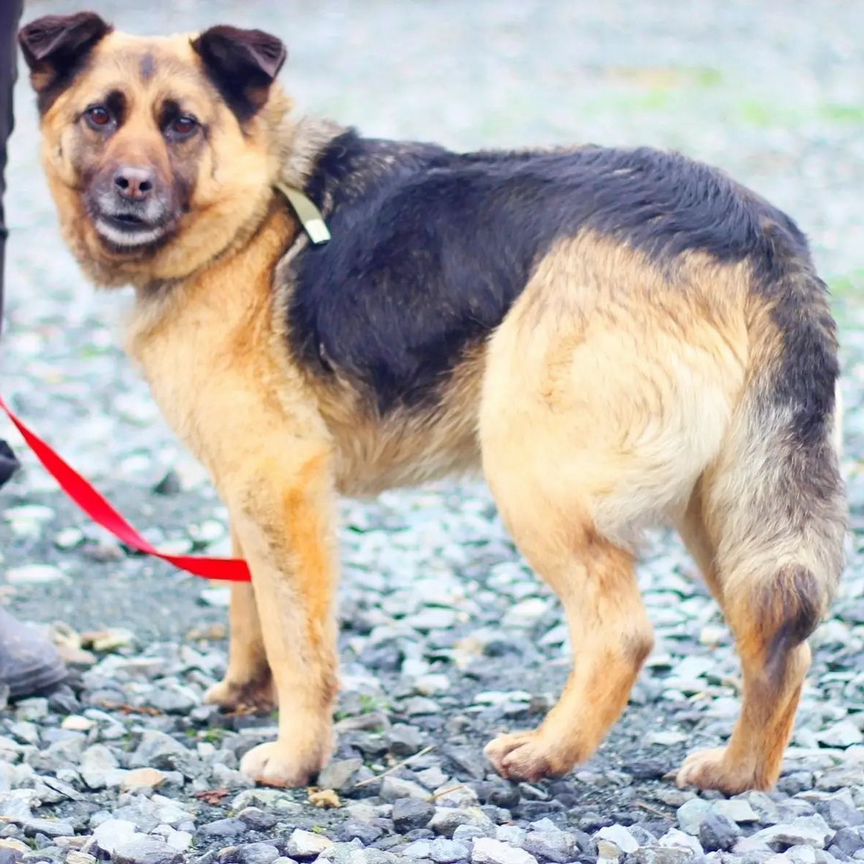 Взрослая собака в добрые руки