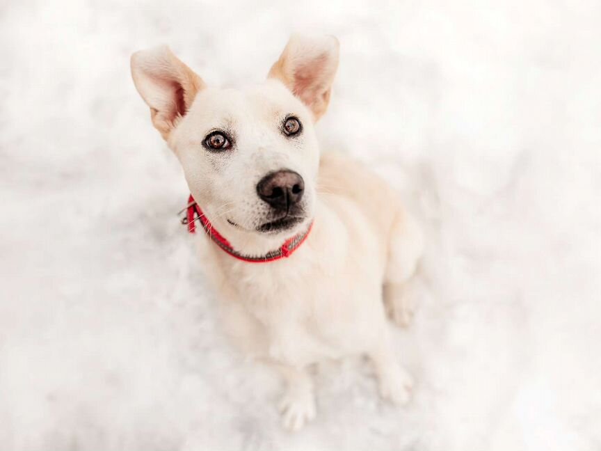 Снежка в доброе сердце