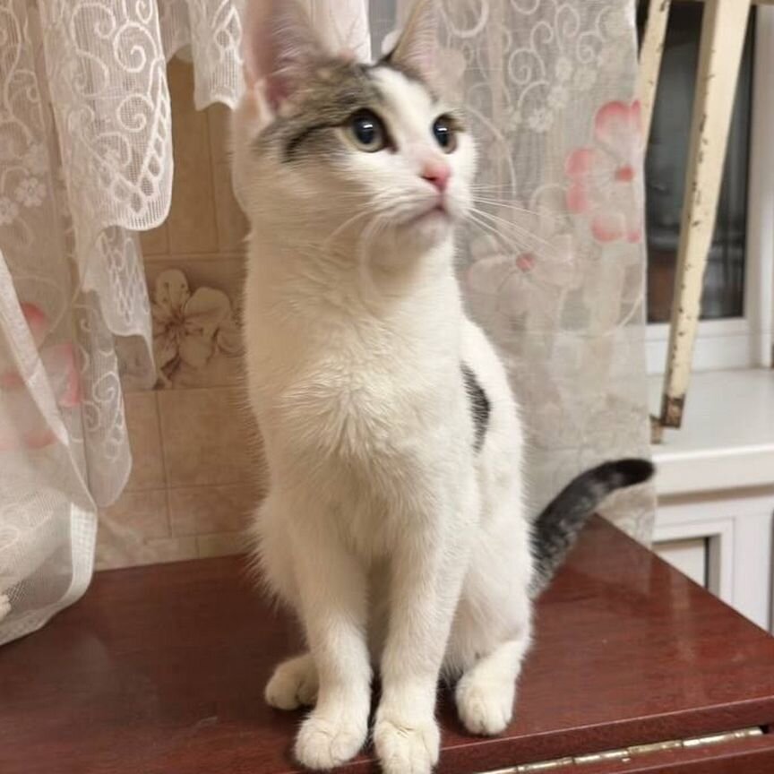 Котёнок в добрые руки