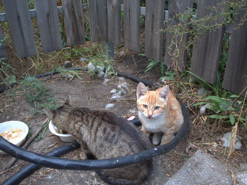 Котята в добрые руки