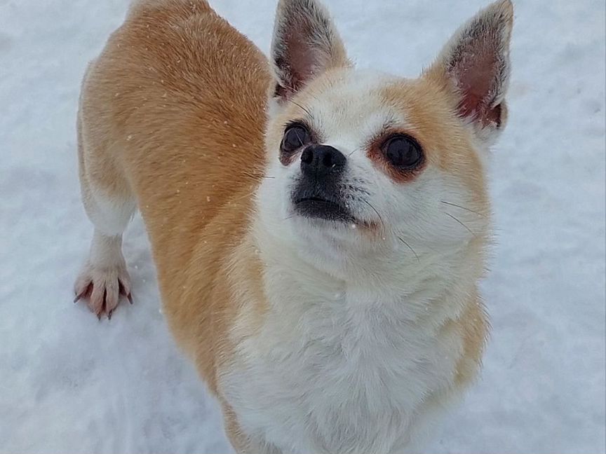 Чихуахуа г/ш девочка