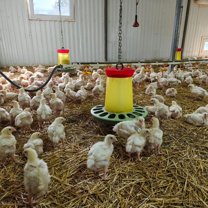 Бройлеры трехнедельные Росс 308 (Венгрия)