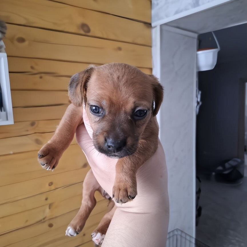 Русский той-терьер, щенок