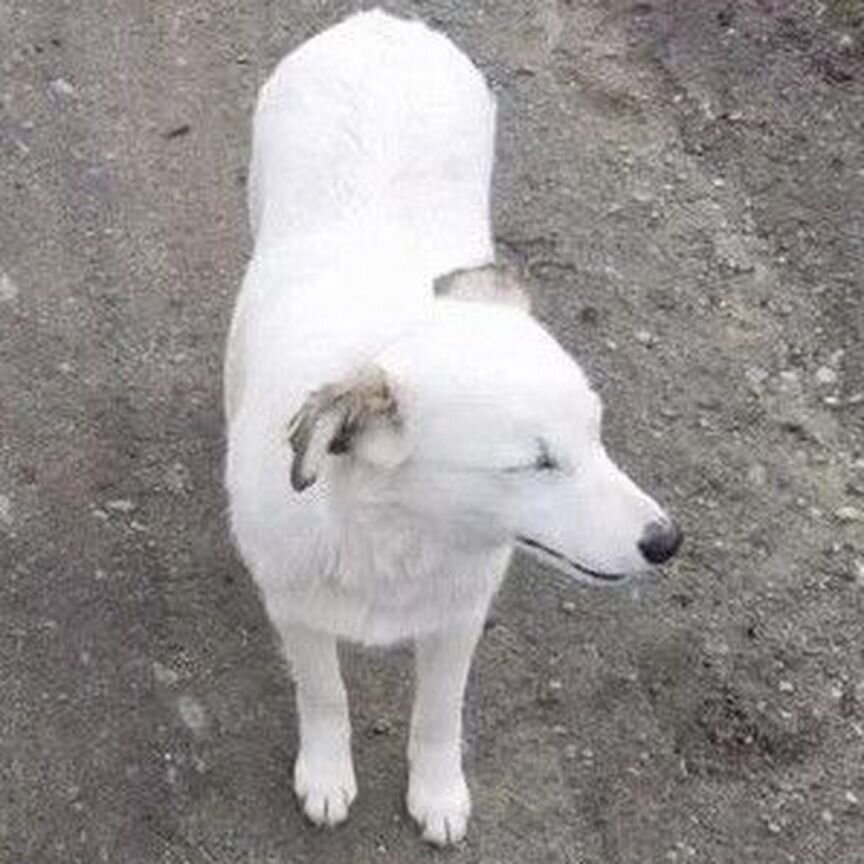 Лайка, взрослая собака