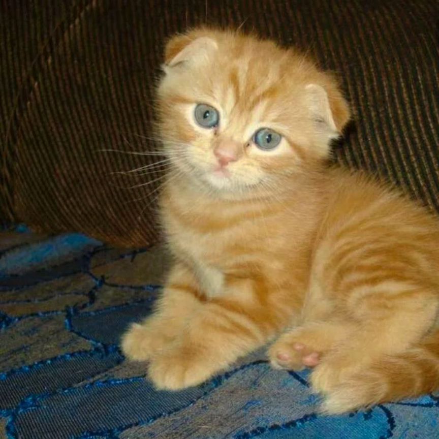 Шотланские Котята