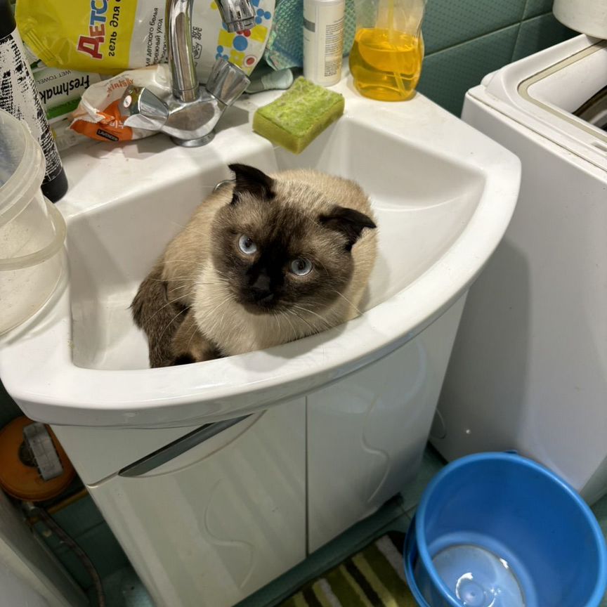 Тайский кот вязка