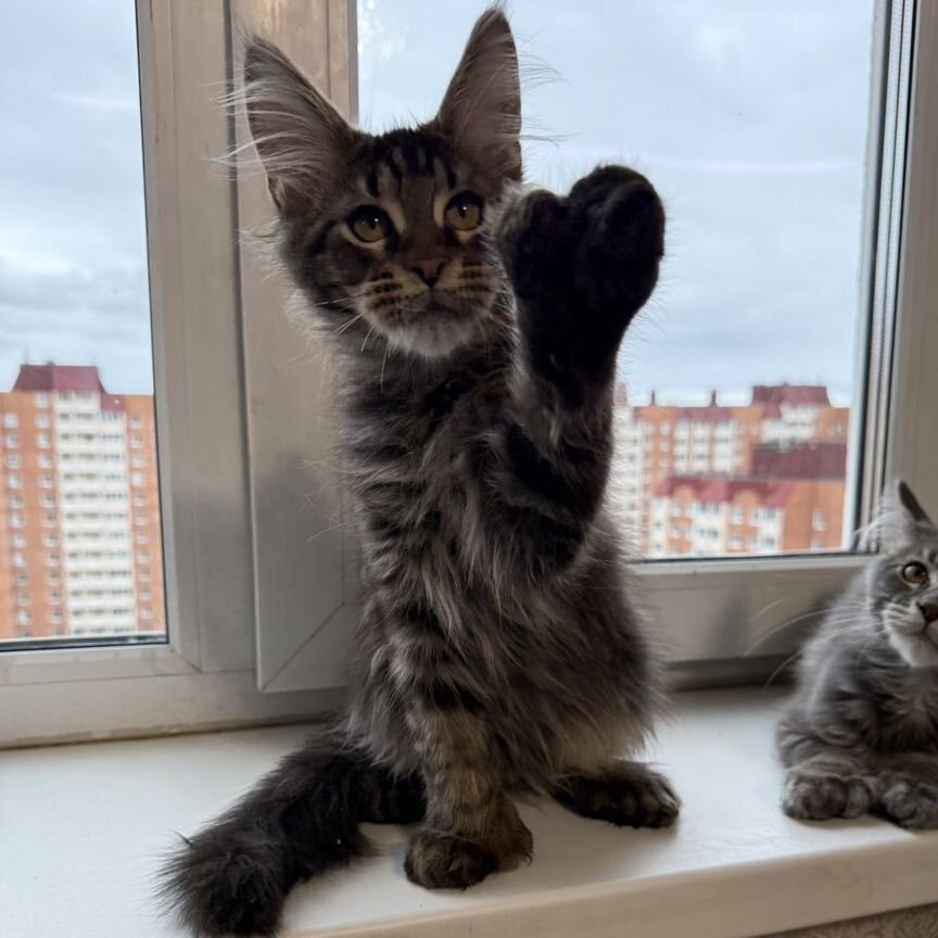 Мейн-кун котёнок