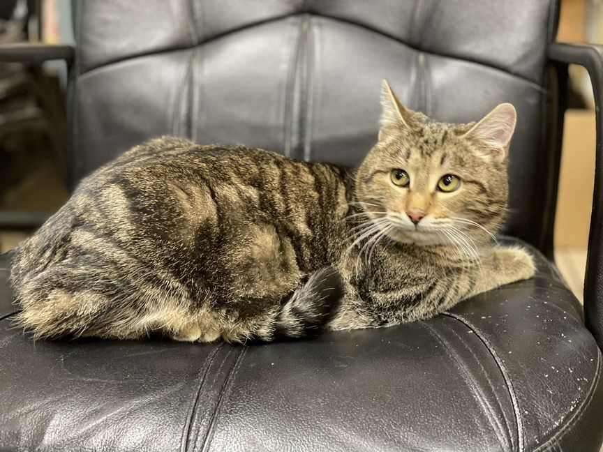 Суперовый котишка