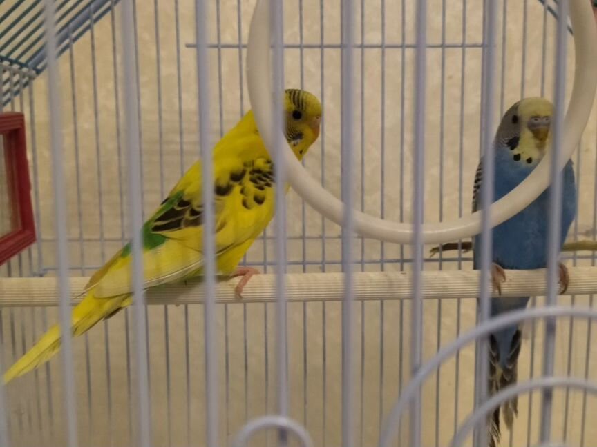 Волнистый попугай с клеткой