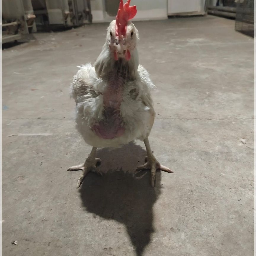 Птица живьем