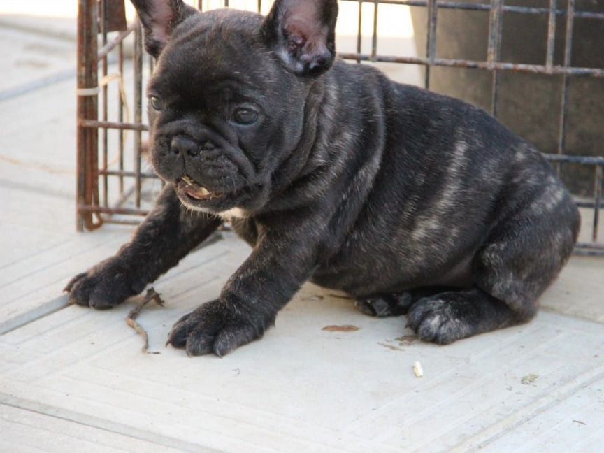 Девочки и мальчик истинные французы