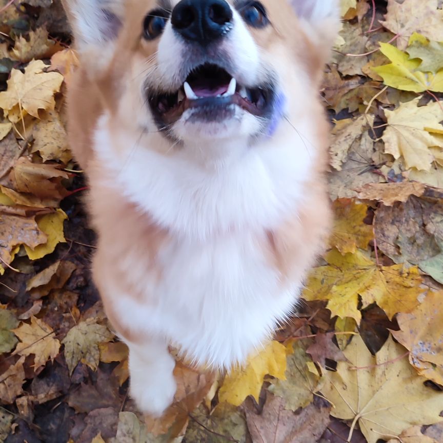 Вельш корги пемброк 1 год